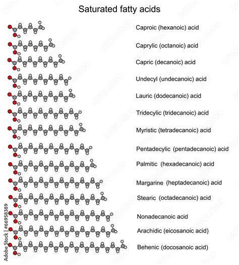 The Chemical Structural Formulas Of Main Saturated Fatty Acids Stock Vector Adobe Stock