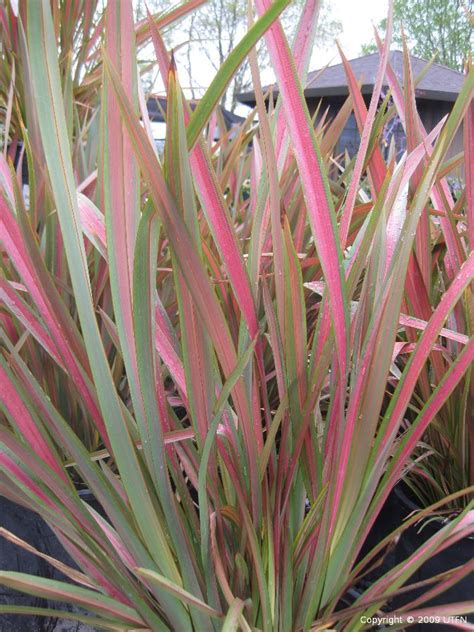 Phormium Cookianum Jester Urban Tree Farm Nursery
