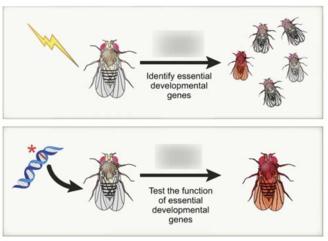 8 Gene Targeting And Genome Engineering Diagram Quizlet