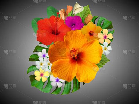 不同颜色的盆栽