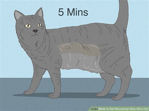 How To Get Mousetrap Glue Off A Cat Steps With Pictures