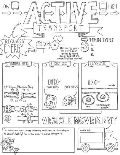 Atomic Structure Sketch Notes Sketch Notes Interactive Notebooks