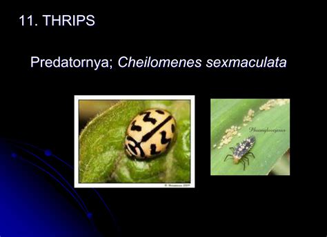 Pemanfaatan Predator Dan Parasitoid Dalam Mengendalikan Opt Tanaman Pangan Ppt