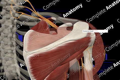 Posterior Cord Of Brachial Plexus Complete Anatomy