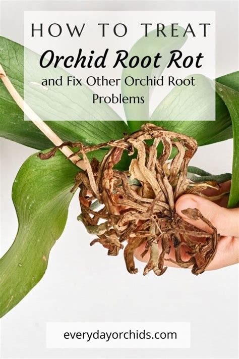 How To Treat Orchid Root Rot And Other Root Care Tips Artofit