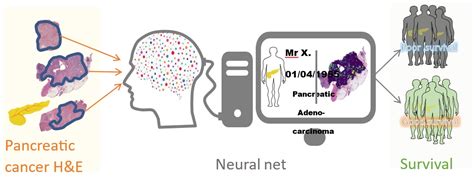 Deep Learning Algorithms Lara Heij Researcher Pathologist