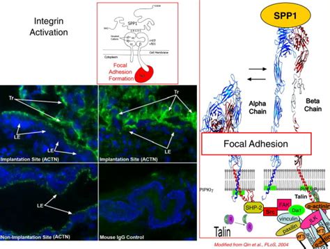 Secreted Phosphoprotein 1 Spp1 Interacts With The Integrin Download Scientific Diagram