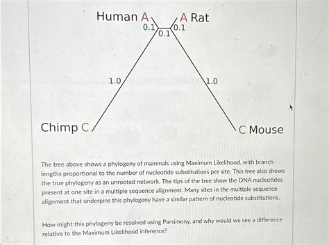 Solved Chimpthe Tree Above Shows A Phylogeny Of Mammals
