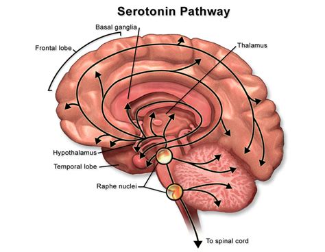 Why Serotonin Makes You Happy Or Very Very Sad