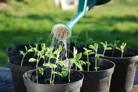 Cómo Saber Cuándo Regar Plantas