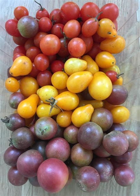 🍅 ფერადი ჩერი 💚 ბიო ბოსტნეული ბიო Soplidan Ge სოფლიდან Facebook