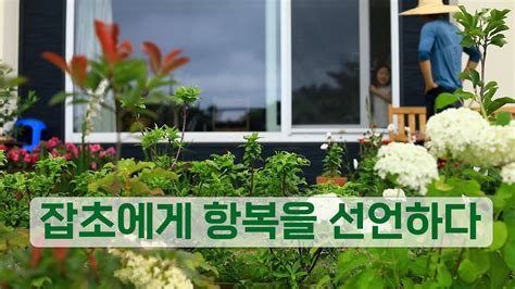 절대로 잡초를 이길 수 없는 이유 잡초와 이웃으로 사는 방법 잡초에게 항복 선언 Youtube