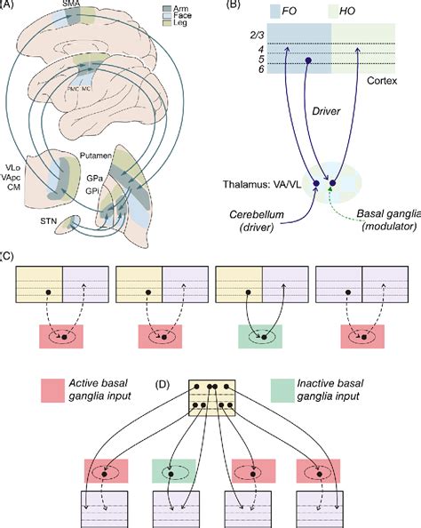 Figure 12 From Functioning Of Circuits Connecting Thalamus And Cortex