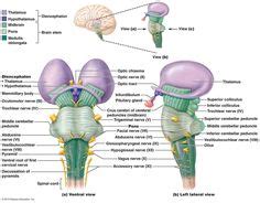 23 Anatomyhistology Ideas Anatomy Anatomy And Physiology Physiology