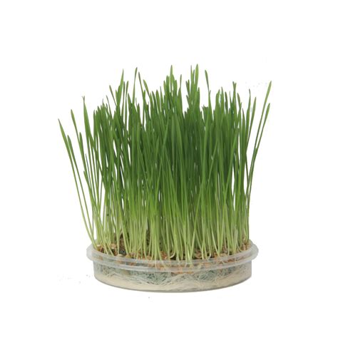 Prof Catcher Breeding Kit Cat Grass I Cat I Order Uk