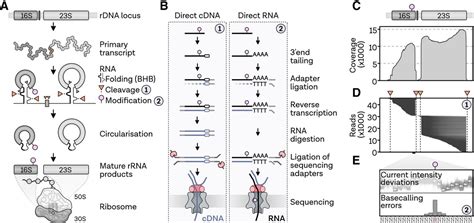 New Sequencing Methods Reveal The Rna Secrets Of Extreme Microorganisms