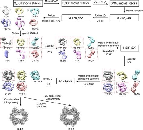 Cryo Em Data Processing Of Cry2 Tetramer Processing Of 3036 Movie