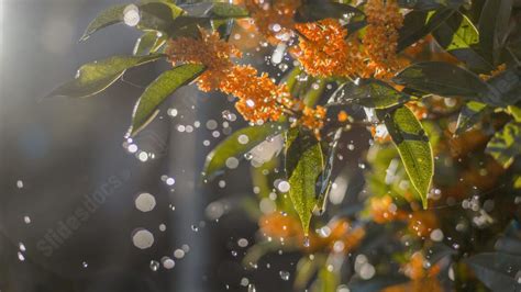 Fall Sunshine Sky Backlighting Beautiful Powerpoint Background For Free Download Slidesdocs