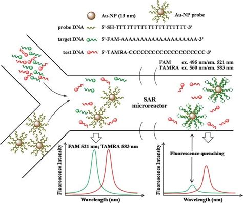 Analytic Strategy For Mobile Hybridization Download Scientific Diagram