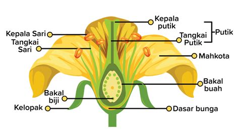 Apa Fungsi Dari Putik