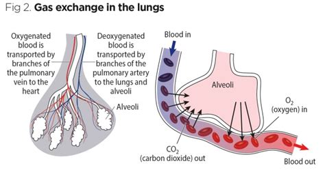 Every Breath You Take The Process Of Breathing Explained Nursing Times