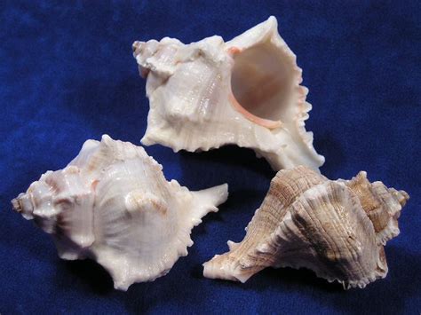 Murex Seashells Muricidae Naples Sea Shells