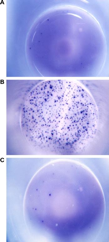 Ifn γ Producing T Cell Responses A Negative Control B Positive