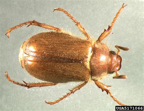 Chafer Beetle Amphimallon Majale Fraser Valley Invasive Species Society