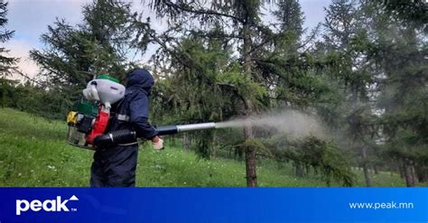 Агаарын хөлөг ашиглан ойн хөнөөлт шавжийг устгаж байна Peak News