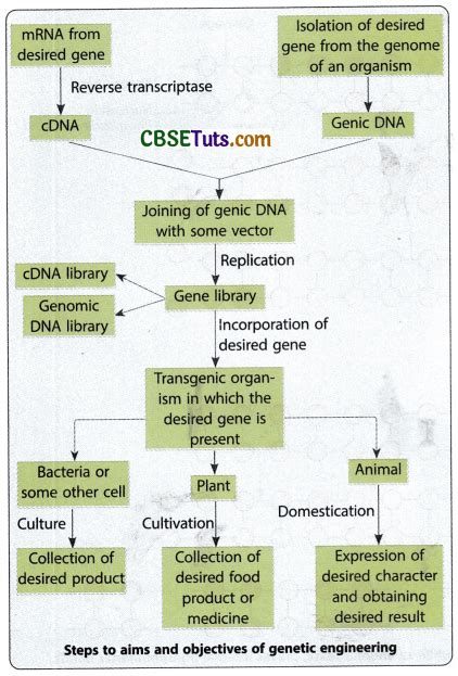 Genetic Engineering And Recombinant Dna Technology Tools Process
