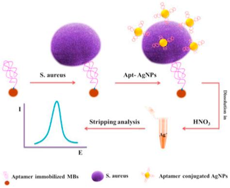 Multifunctional Nanotechnology Enabled Sensors For Rapid Capture And Detection Of Pathogens