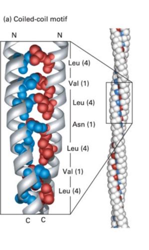 session 3 part c structural motifs and domains flashcards quizlet