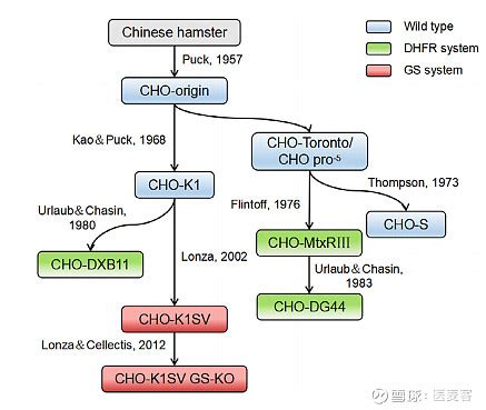 Cho细胞培养基：重组蛋白工业化生产的关键技术 2025年1月9日 医麦客新闻 Emedclub News Cho细胞（chinese