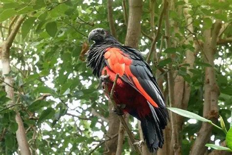 Dracula Parrot Facts Size Habitat And Pictures