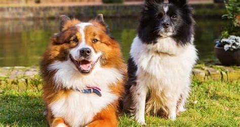 Elo Hund Im Rassen Porträt Mit Bildern And Infos