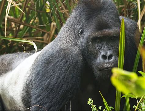 4 Types Of Gorillas Species Facts And Photos
