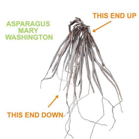 Asparagus Root System