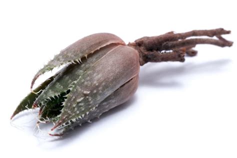 Unraveling The Mystery Of Root Rot In Succulents Succs On Tap