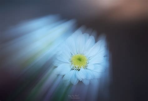 국화꽃 한 송이