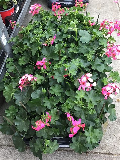Geranium Pelargonium Trailing Pink Kew Gardener Geranium Pelargonium Trailing Pink Kew Gardener
