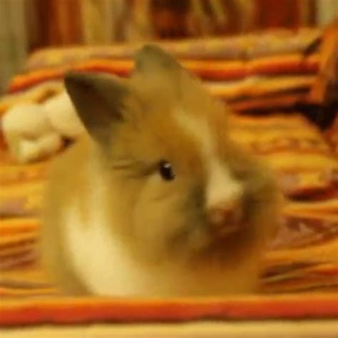 Rabbit Fun Page 2 Lafeber Co Small Mammals