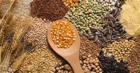 Experts Discuss The Challenges And Future Of Mycotoxin Analysis In Food