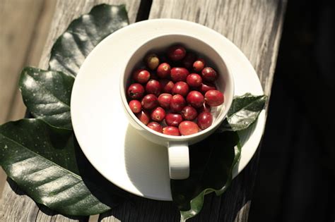 커피로 둘러싸인 Arabica 커피 콩의 컵 흰색 컵과 접시는 목재 테이블에 설정에 나뭇잎 0명에 대한 스톡 사진 및 기타 이미지 0명 빨강 사진 이미지 Istock