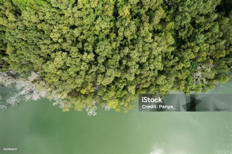 놀라운 자연 녹색 배경 숲 나무와 강 호수 생태계 및 건강한 환경 개념과 자연 배경의 톱 뷰 0명에 대한 스톡 사진 및 기타 이미지 Istock