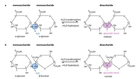 Diagramme Des Monosaccharides Monosaccharide Stock Illustrations