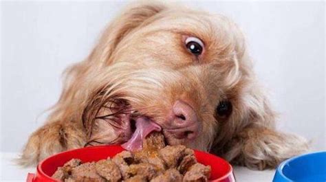 训练狗狗适应狗粮耐心引导进食