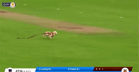 크리켓 경기장 난입한 강아지 화제 이달의 선수 선정 예정