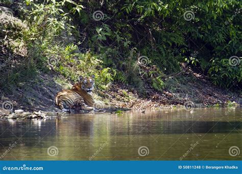 Wild Bengal Tiger In The Grass Royalty Free Stock Image 24663526