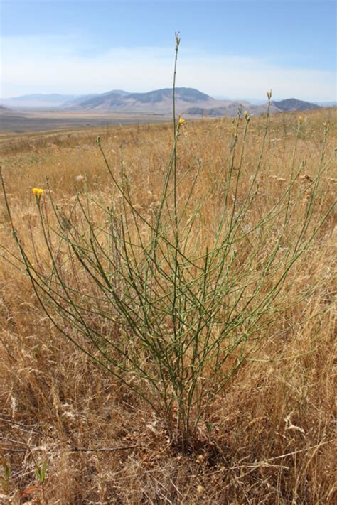 Rush Skeletonweed