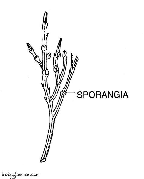 Psilotum Distribution Structure Reproduction